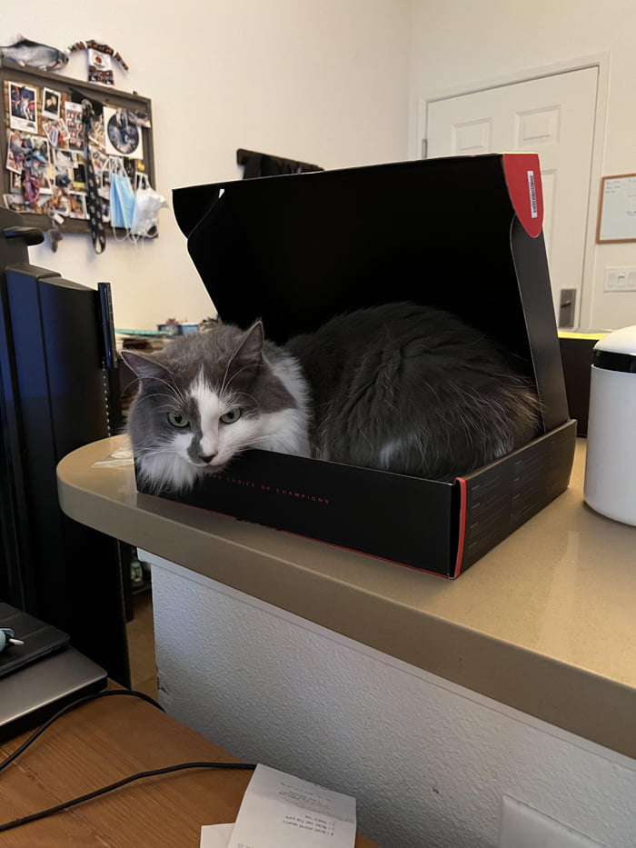 If it fits, she sits - ROG Strix Cat - 9GAG