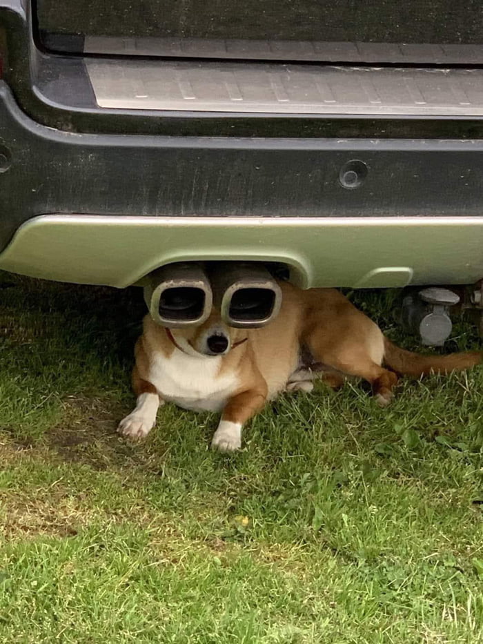Dog near exhaust pipe. Cool shades. - 9GAG