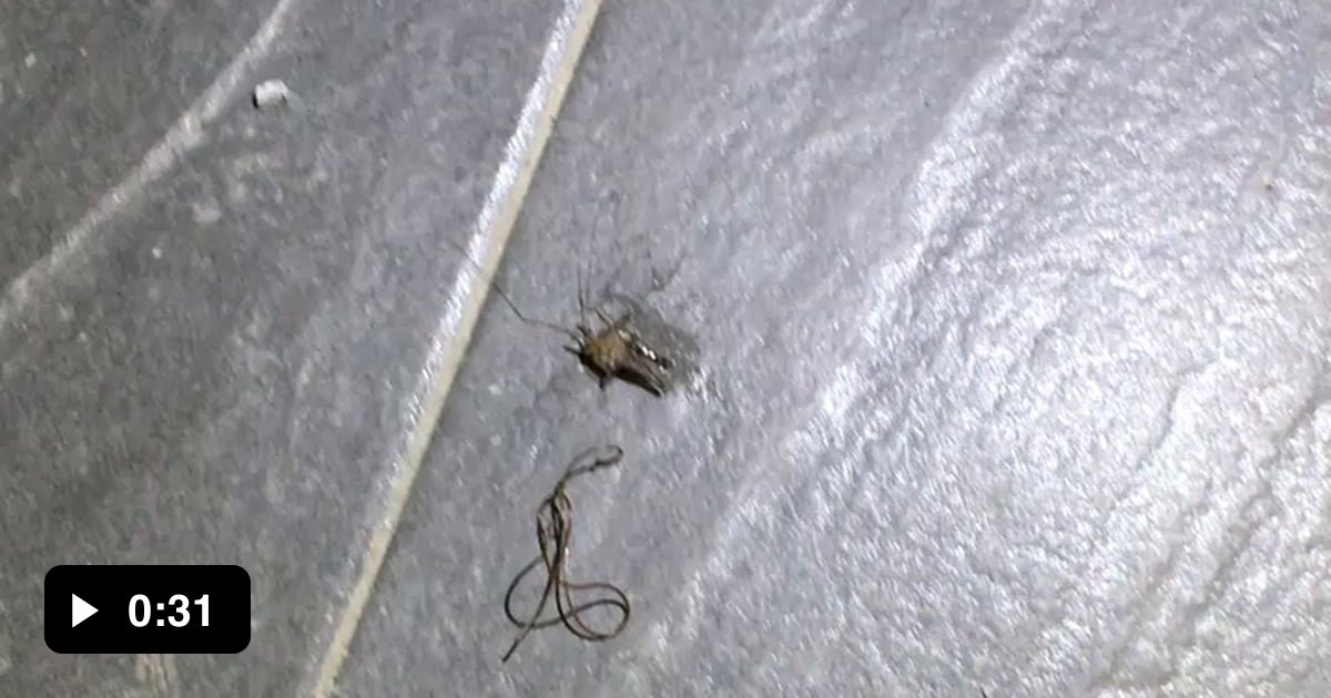 Accidentally step on a bug and now I need Hans - 9GAG