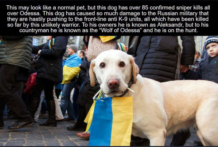 Another hero of ukraine - 9GAG