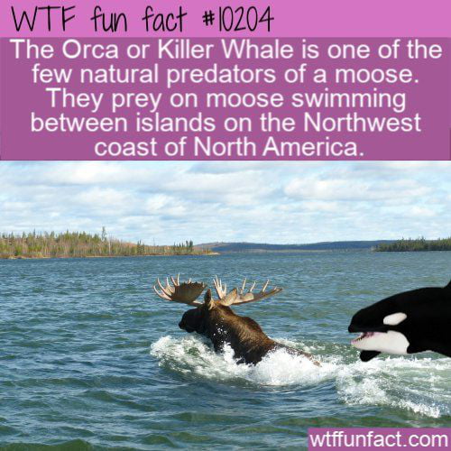 Moose dive up to 6m depths for aquatic vegetation - 9GAG