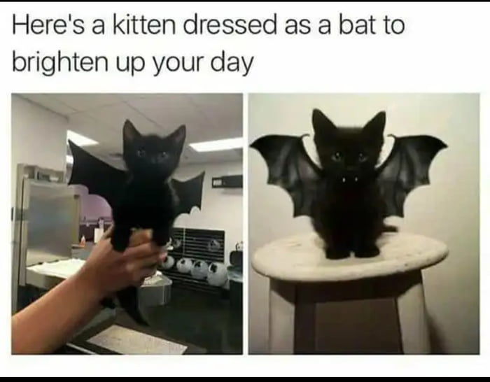 Bat - Cat! - 9GAG
