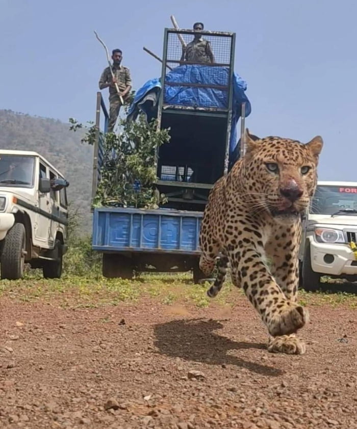 Forest officials in Bangalore, India, release a wild leopard caught in ...