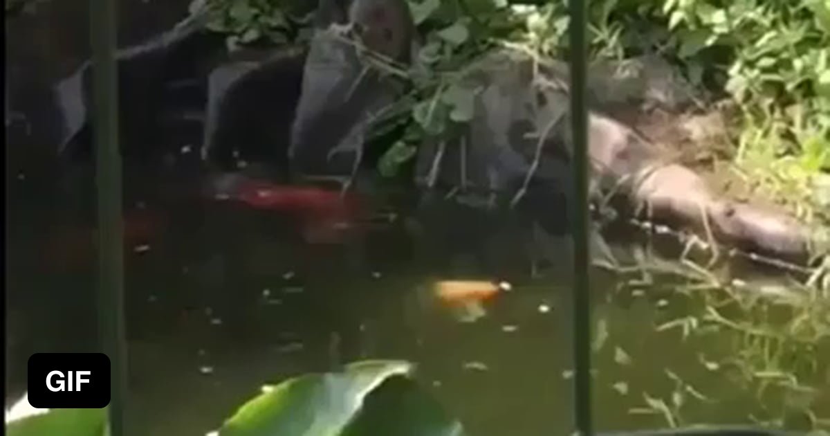 Ever seen a Koi fish slapping a rat - 9GAG
