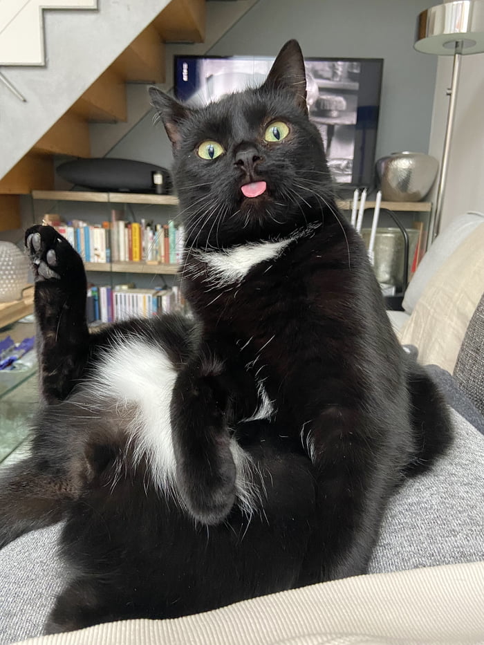 Not a single thought behind those eyes - 9GAG