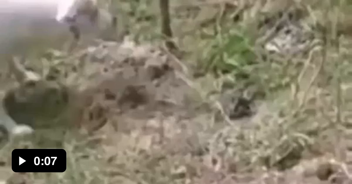 The dog vs lizard - 9GAG