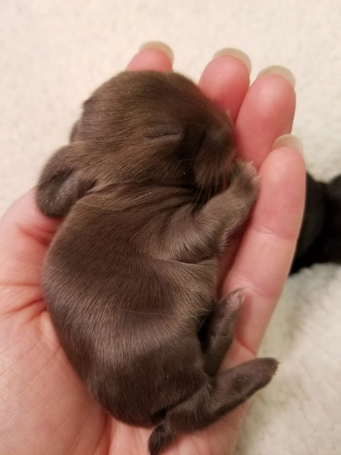 Tiny Baby Bunny - 9GAG