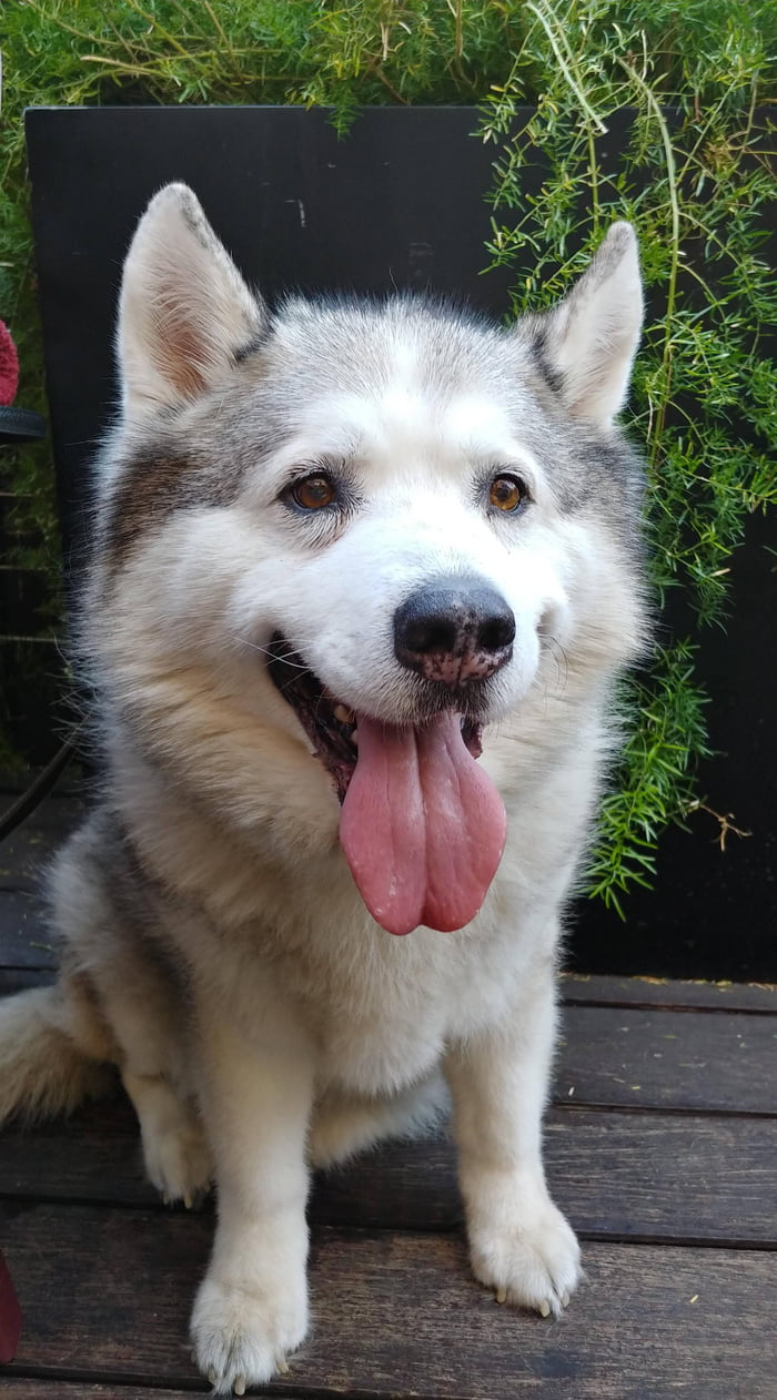 Atka turned 13 today. He's happy, like he is every day. - 9GAG