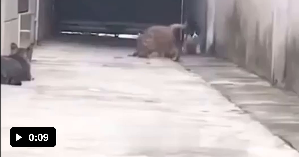 Tom Cruise cat - 9GAG