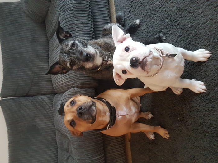 I'm proud of this photo I took of my 3 dogs today I thought it share ...