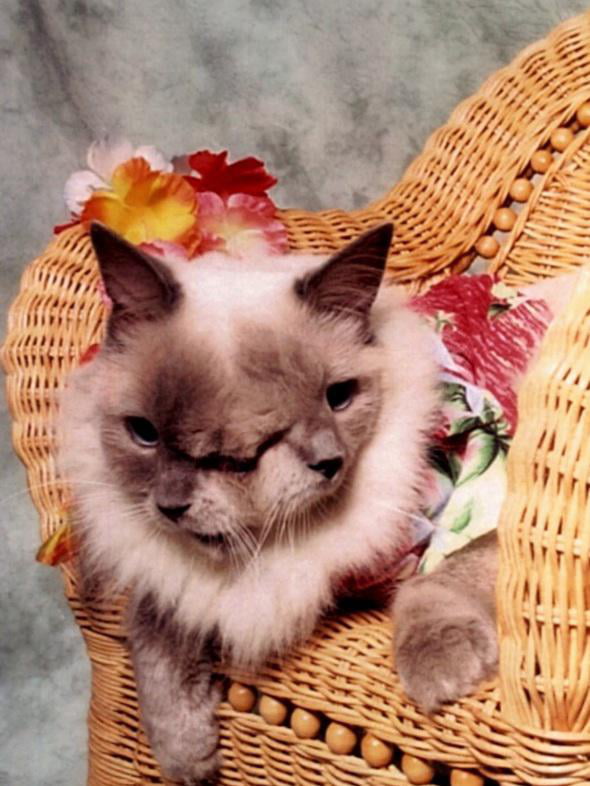 Frankenlouie, a diprosopus (also known as "janus" or "two-faced") cat, is known for his unusual ...