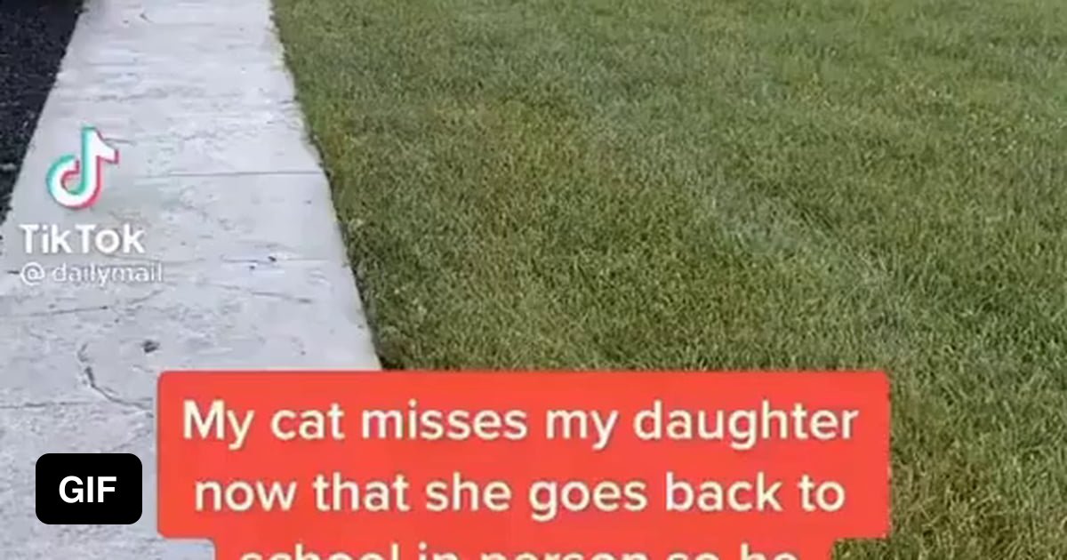 Every morning Craig the cat walks his favourite person to the bus stop ...