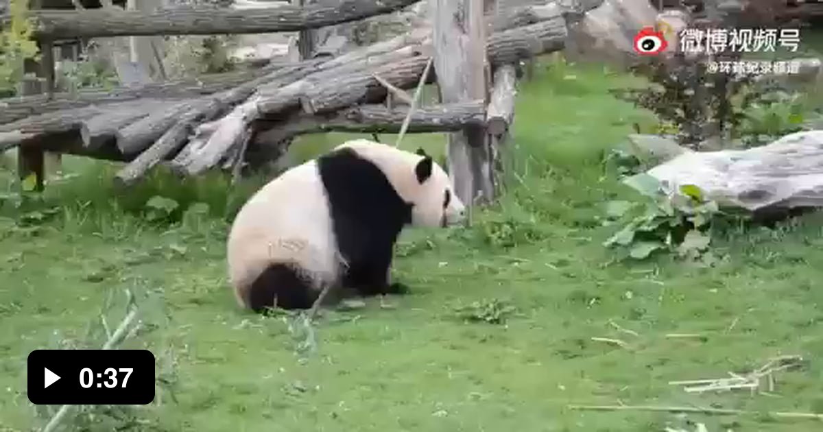 Kung fu panda - 9GAG