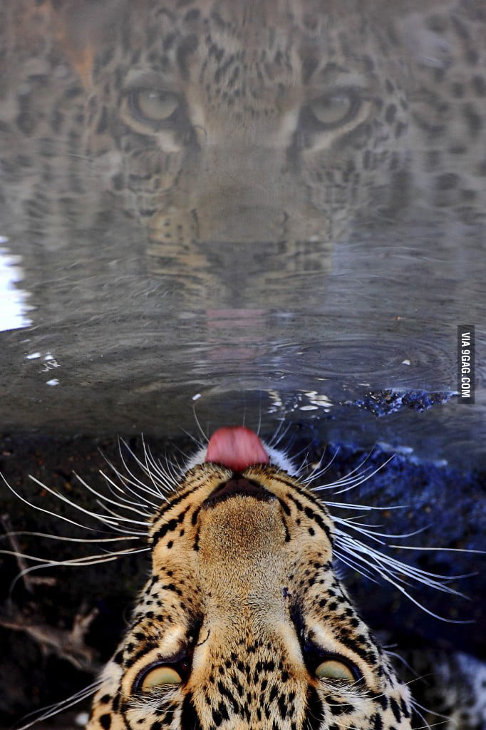 Reflection of a Leopard drinking Water - 9GAG
