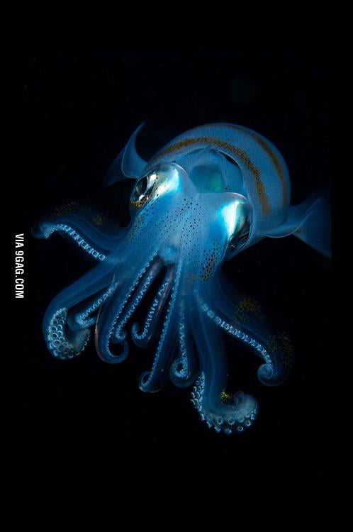 Curious squid captured on a night dive - 9GAG