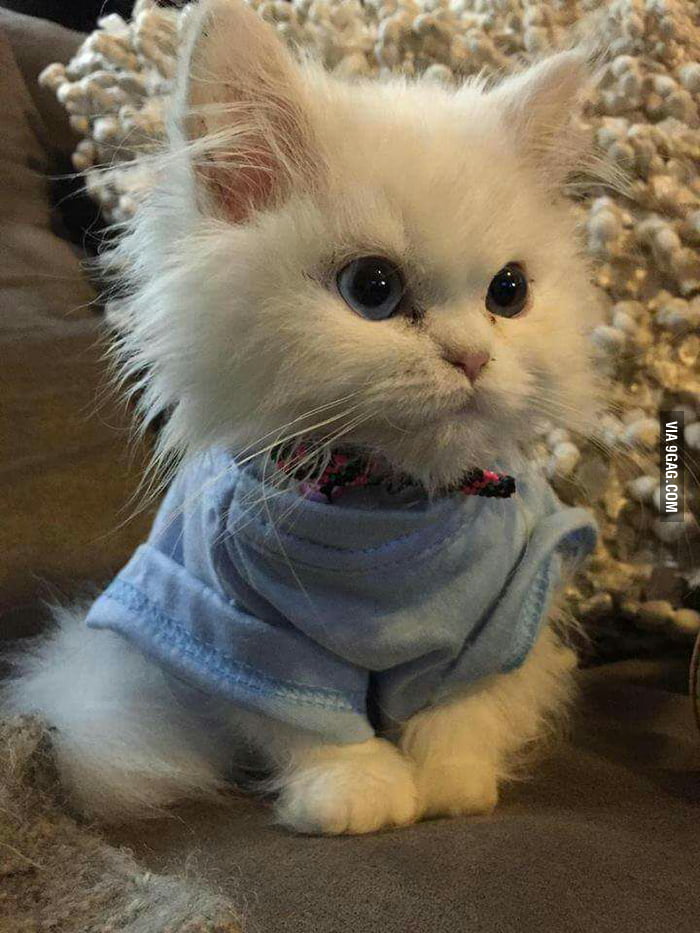 Itty bitty kitty - 9GAG