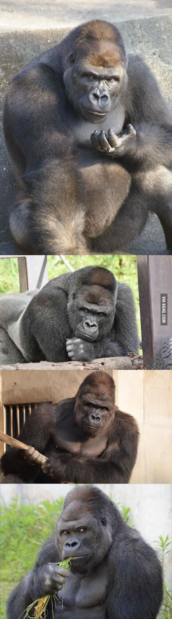 The Sexiest Gorilla Alive - 9GAG