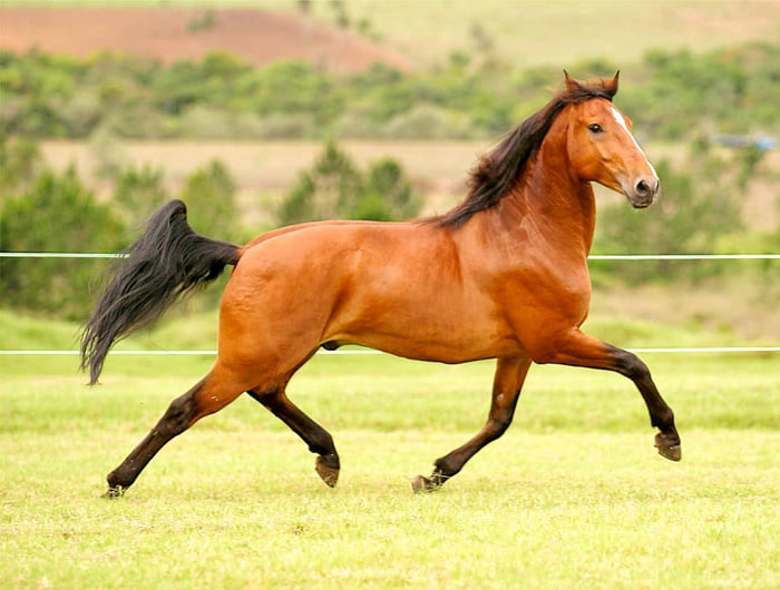I present you the Horsaur: half horse, half centaur. - 9GAG