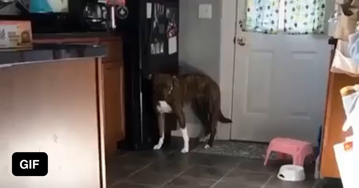 An epic showdown - 9GAG