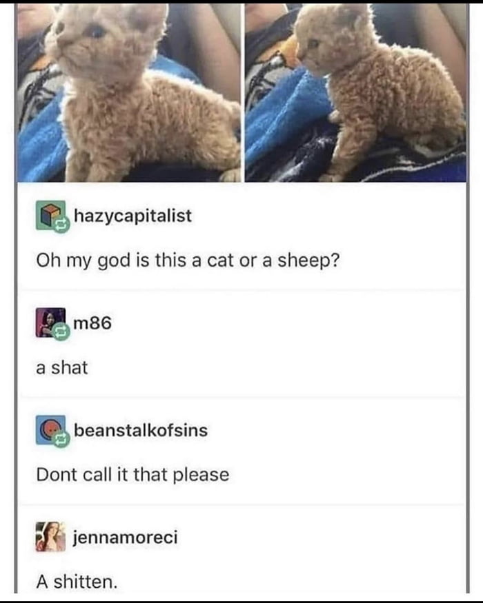 Cat or sheep - 9GAG