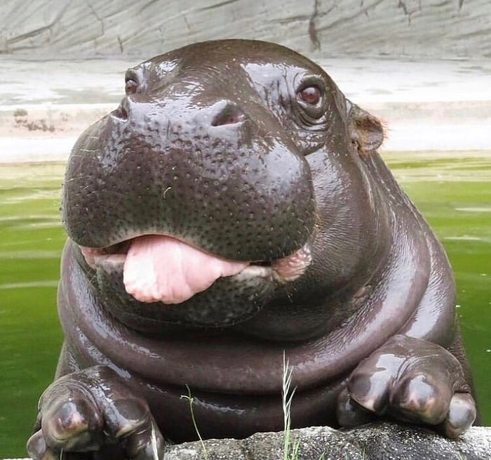 Baby hippo blep - 9GAG
