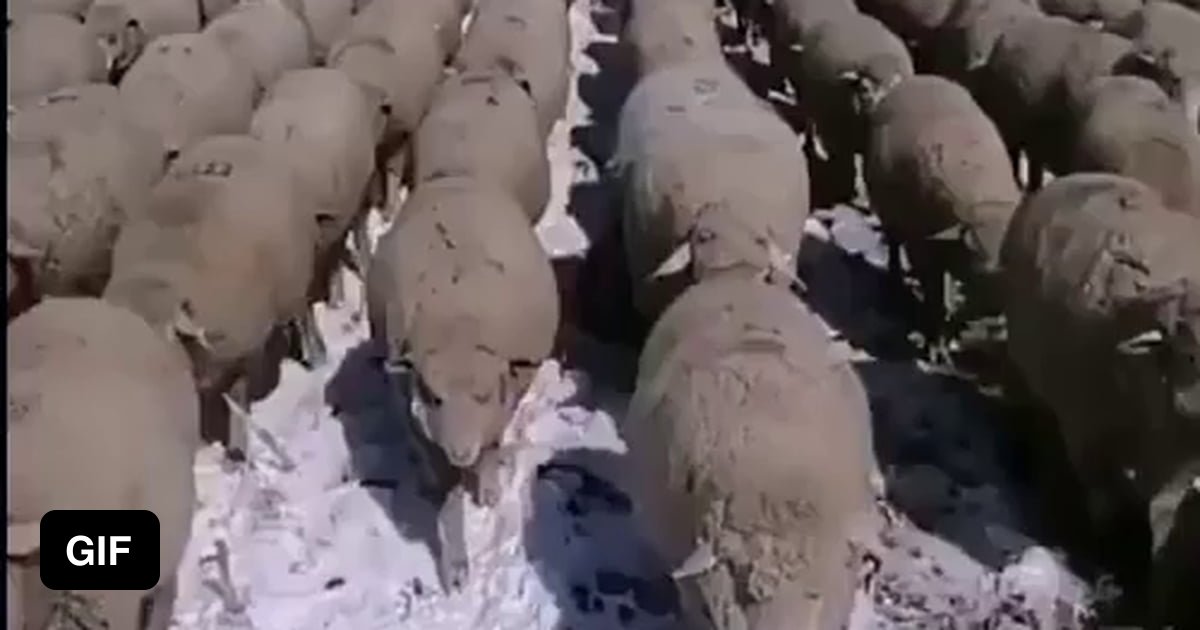 These sheep marching in unison - 9GAG