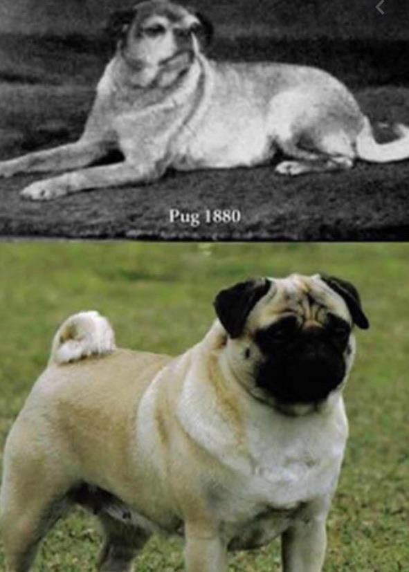 Pugs before and after selective breeding - 9GAG
