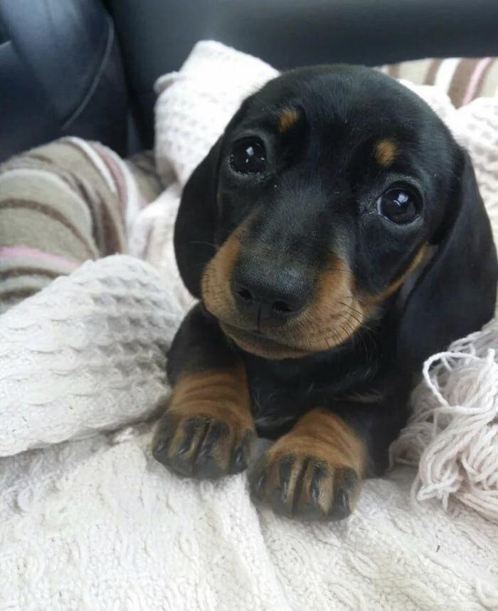 A very comfy pup - 9GAG