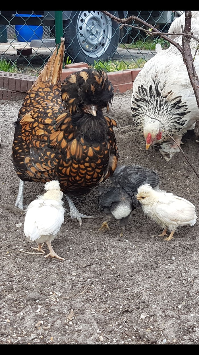 My chicken has a better haircut than me - 9GAG