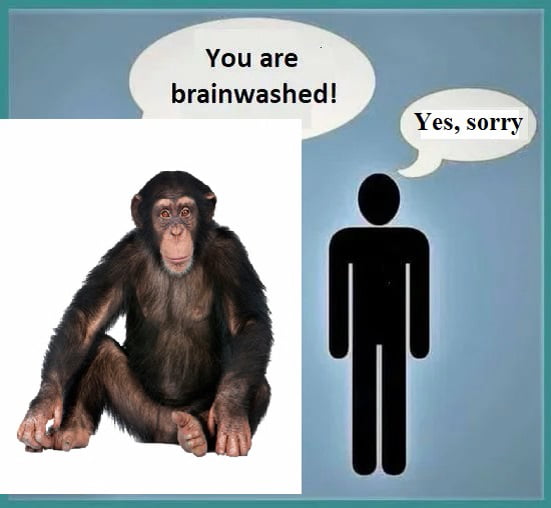 Why? mmm monkey - 9GAG