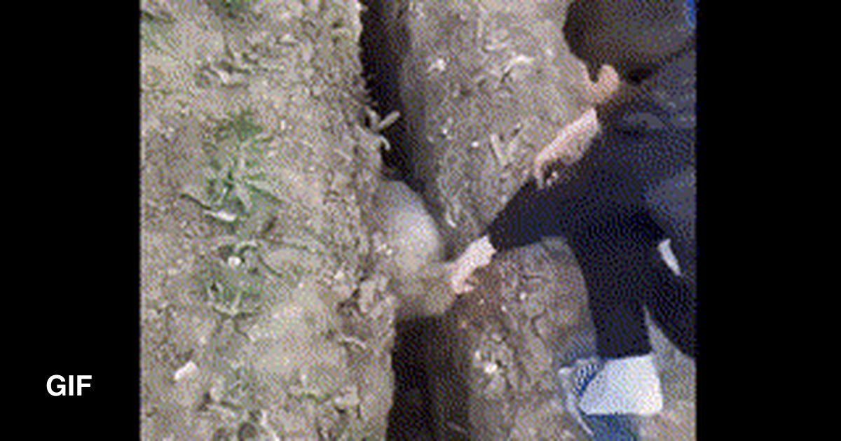 Thank you for saving me brave human! Weee! - 9GAG