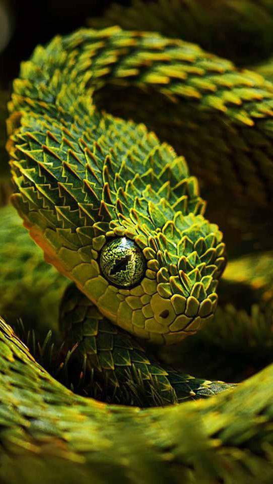 Green Tree Python! This snakes scales look like tiny trees all ...