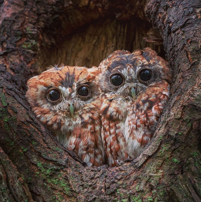 Two Baby Owls Cozied Up in Their Nest - 9GAG
