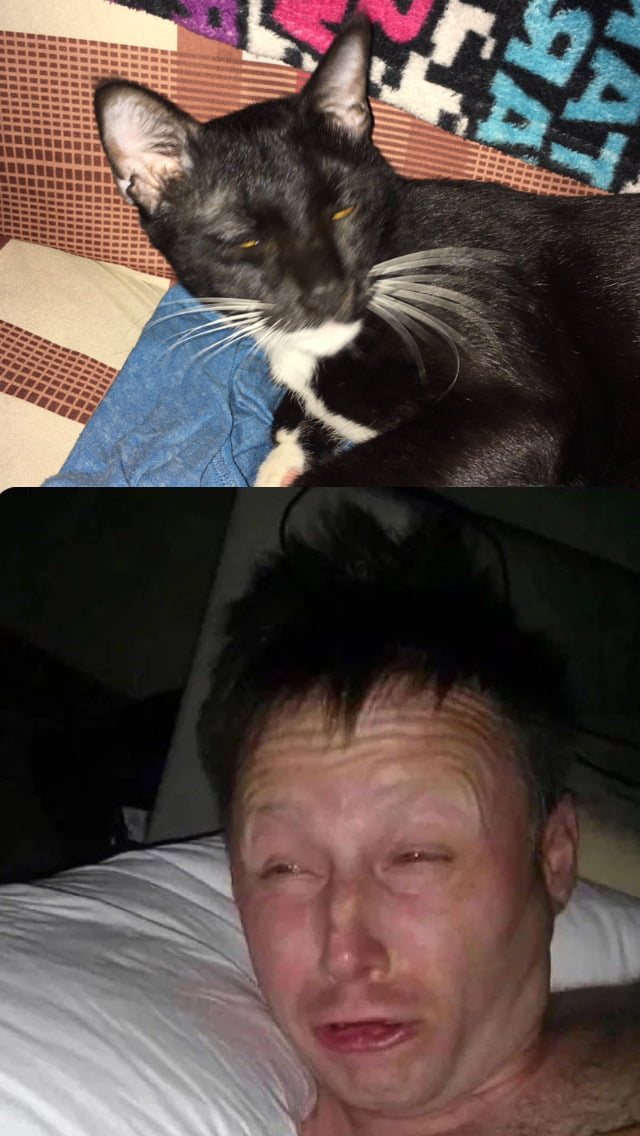 Me and my neighbor's cat woke up in the middle of the night - 9GAG
