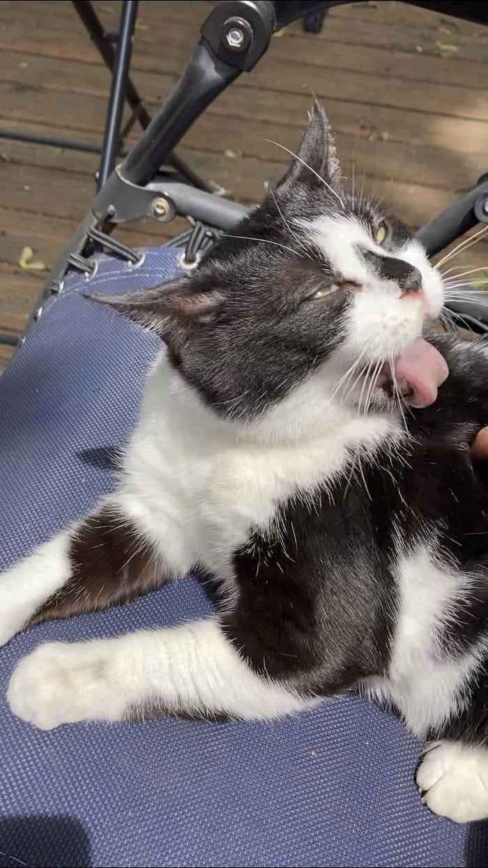 When mom scritches in the right spot - 9GAG