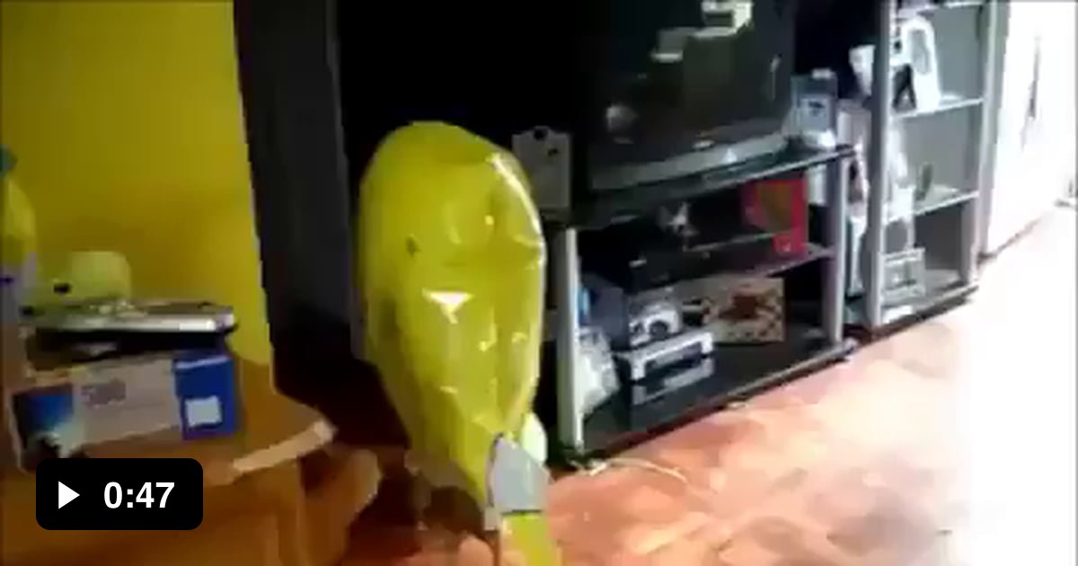 Spongebob balloon floating down on a hallway - 9GAG