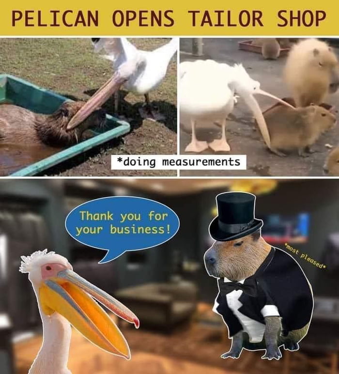 What a distinguished gentleman - 9GAG