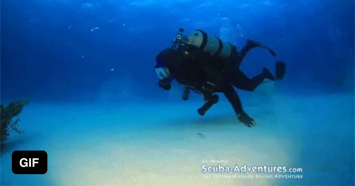 Sharck Attack Explicit - 9GAG