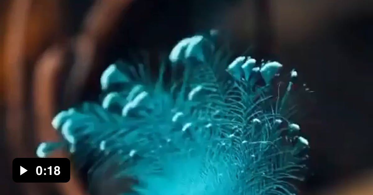 The Victoria Crowned Pidgeon looking majestic. - 9GAG