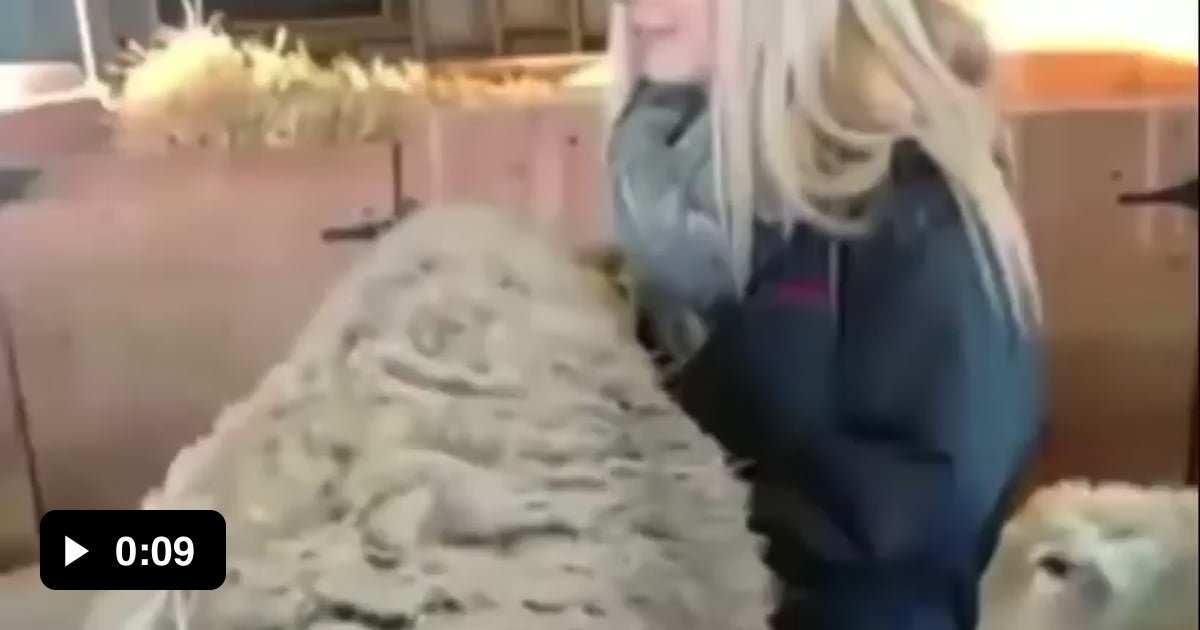 We are sheople, you are sheople now. - 9GAG