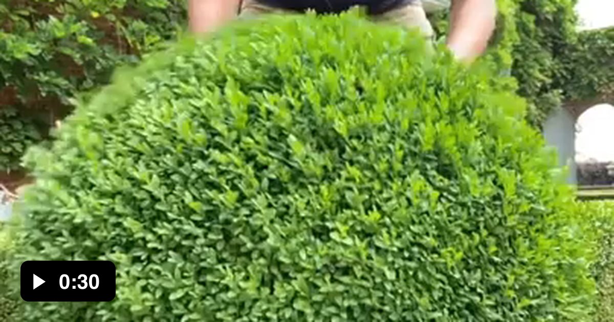 The way this guy clips a boxwood topiary into a satisfying sphere - 9GAG