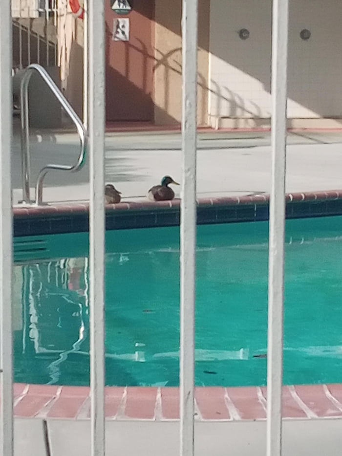 At least someone is enjoying the pool during lockdown - 9GAG