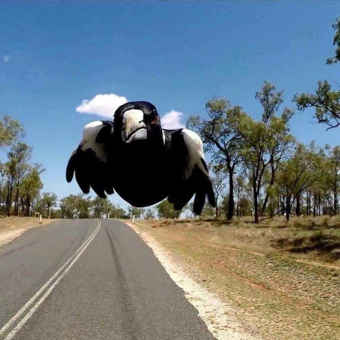 Magpie Attacking Rider From Rear - 9GAG
