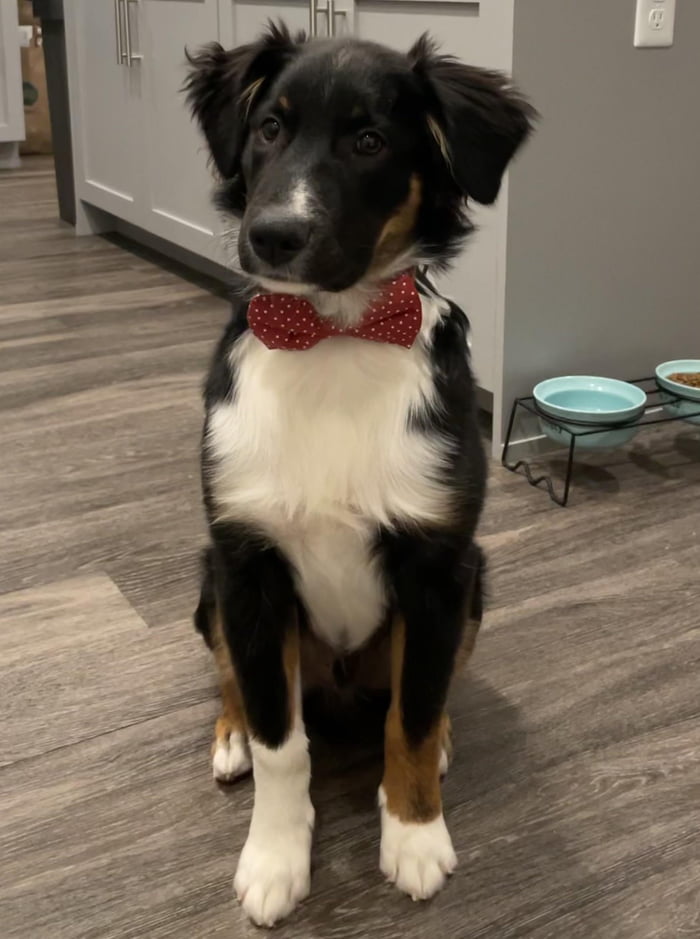 Leo is so handsome with his new bowtie - 9GAG