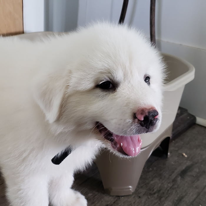 New Great Pyrenees puppy on the farm - 9GAG