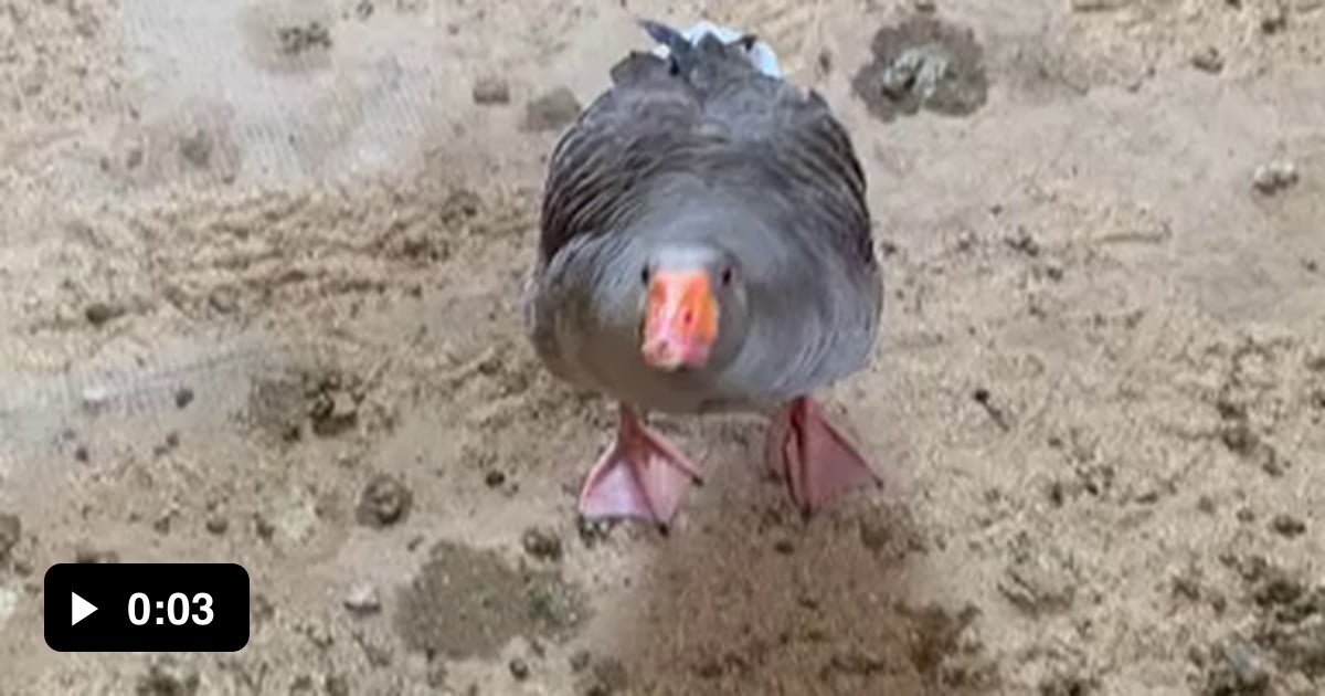 Goose Loses Her Cool and Screams at Visitors. - 9GAG