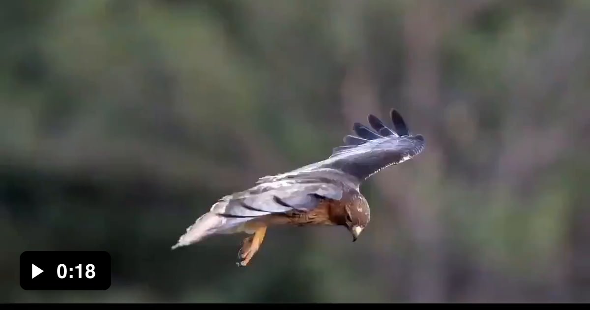 An award winning shot of a red tailed hawk,The footage came first in ...