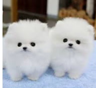 Some cute puppies if you need to bleach your eyes :D - 9GAG