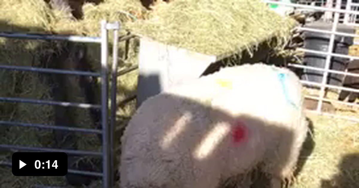 Happy spring lamb tippytaps - 9GAG
