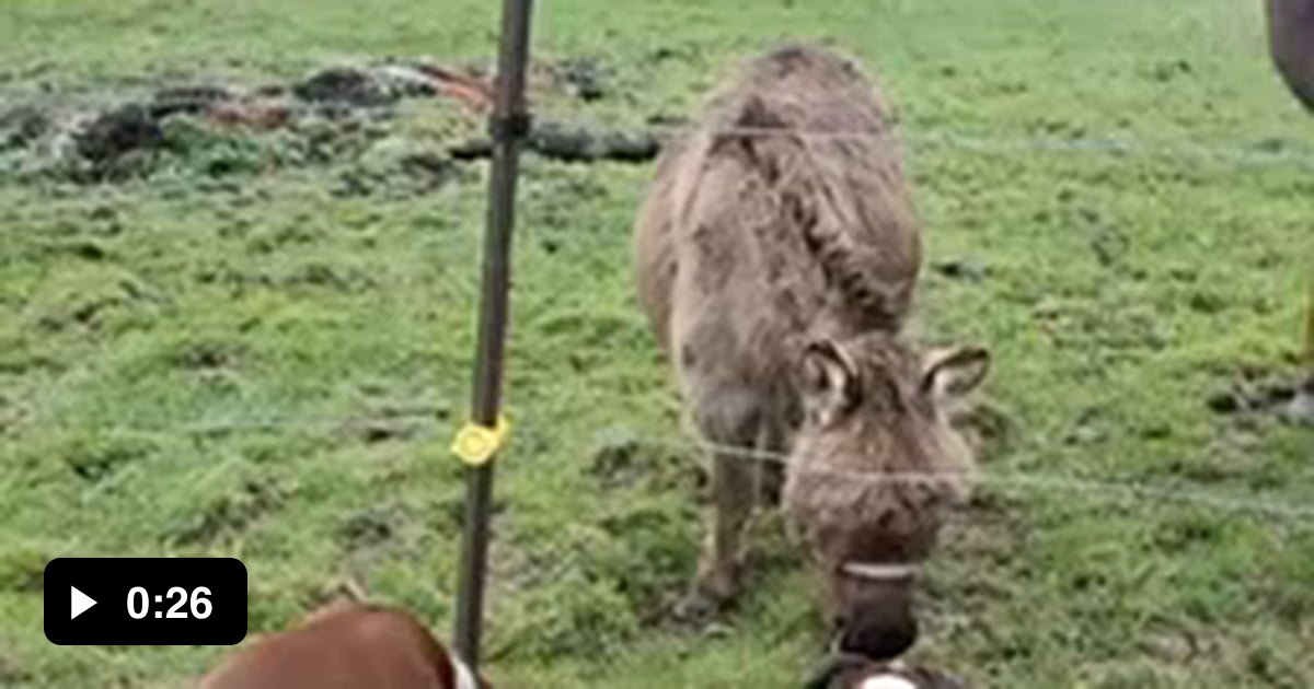 This poor f**ker getting shocked... and the donkey laughing at him - 9GAG
